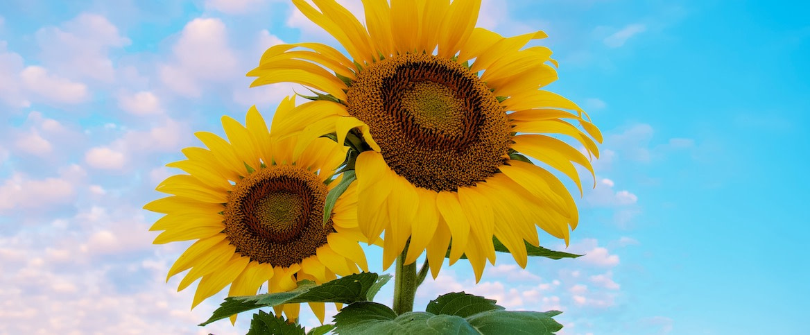 What is Sustainable Humanity?